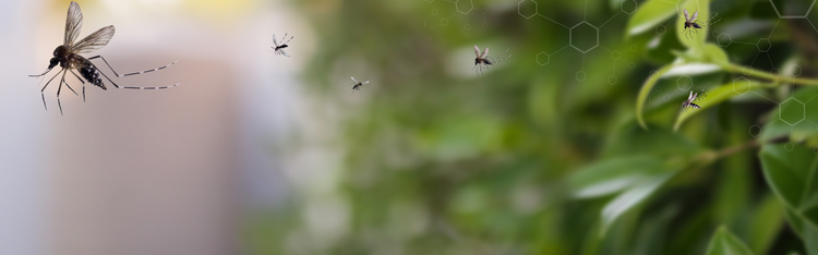 Ecovar - The Leading Supplier of Pest Control Products in UAE